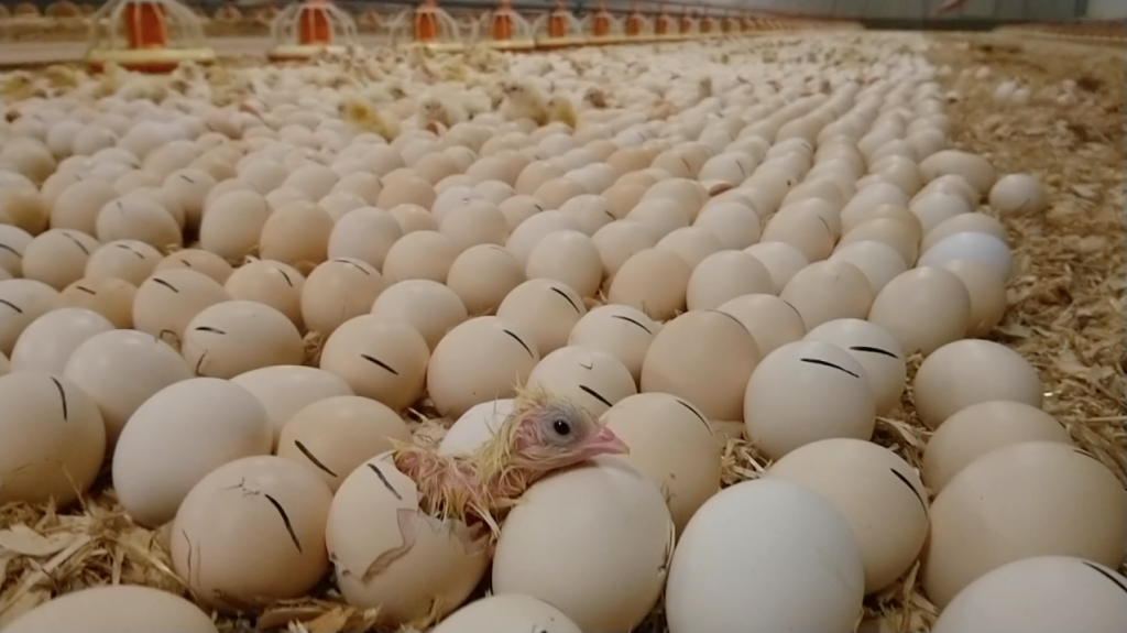 On Farm Hatching - The British Pig & Poultry Fair