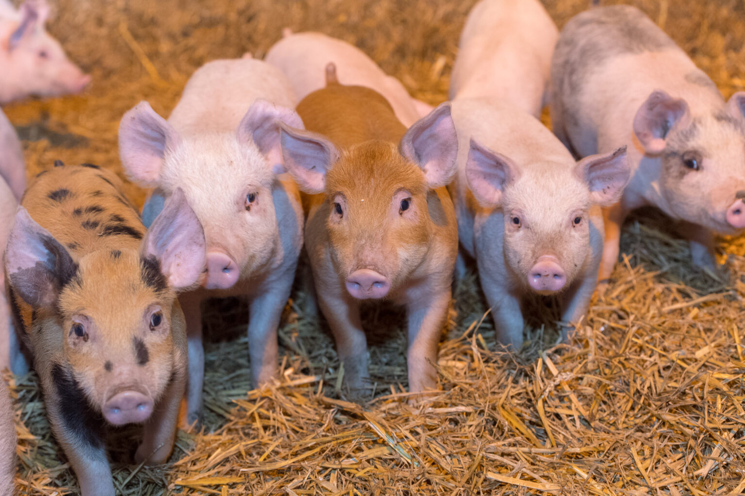 CARGILL SHOWCASES NEW NEOPIGG SHIELD PIGLET STARTER FEEDS - The British ...